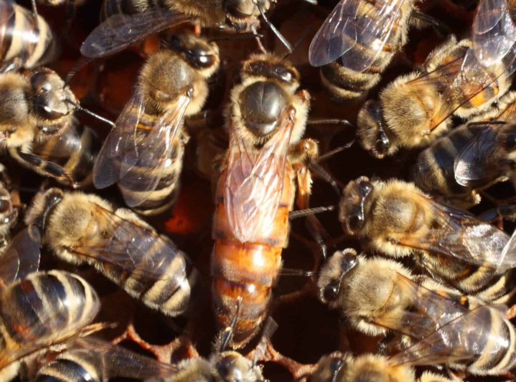 Breeder Queens Vs Mated Queens Whats The Difference - Bee Life Lodge