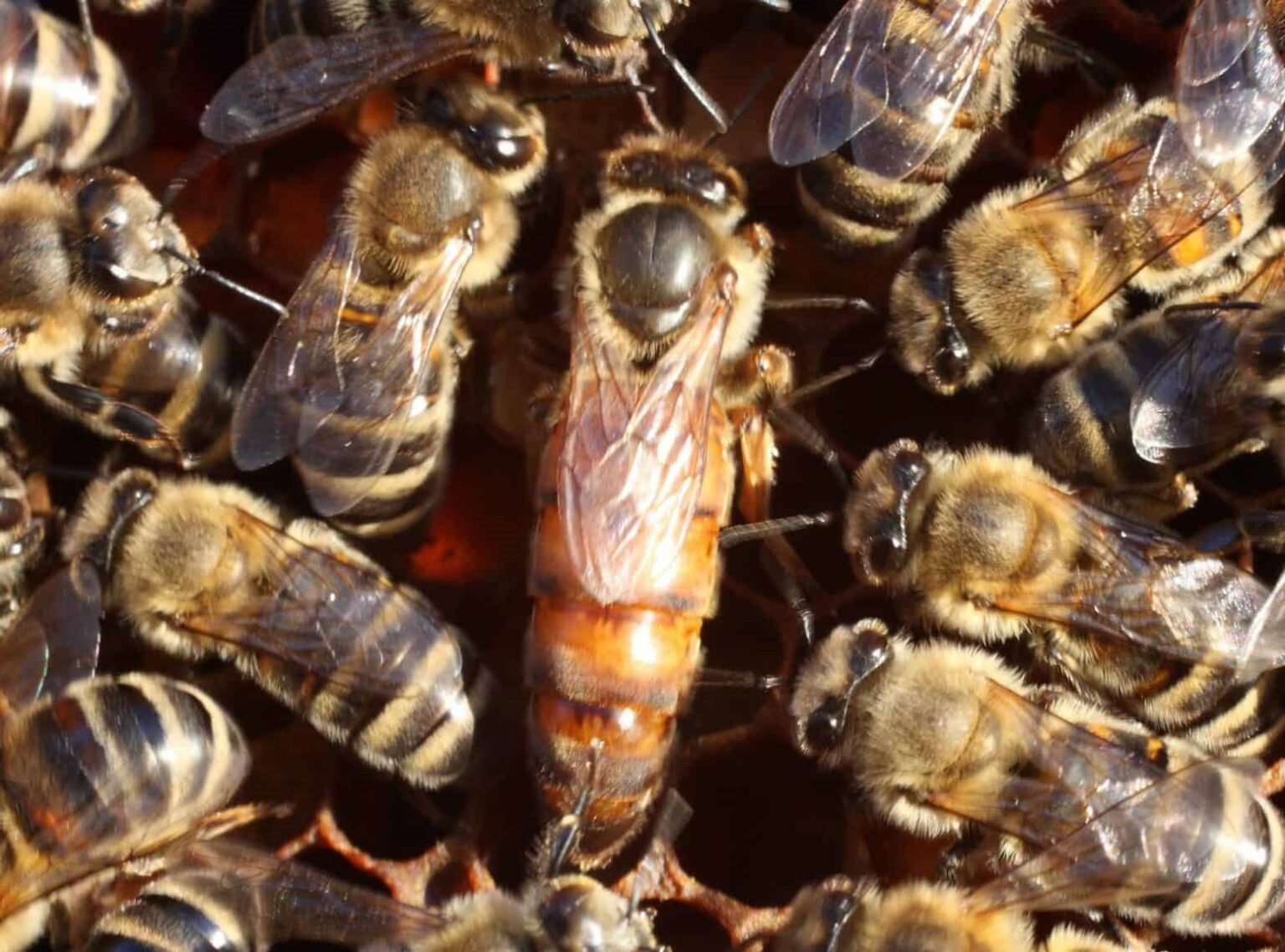 Breeder Queens Vs Mated Queens Whats The Difference - Bee Life Lodge